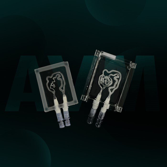 AVM Embolization Model | AVM Treatment & Surgical Training